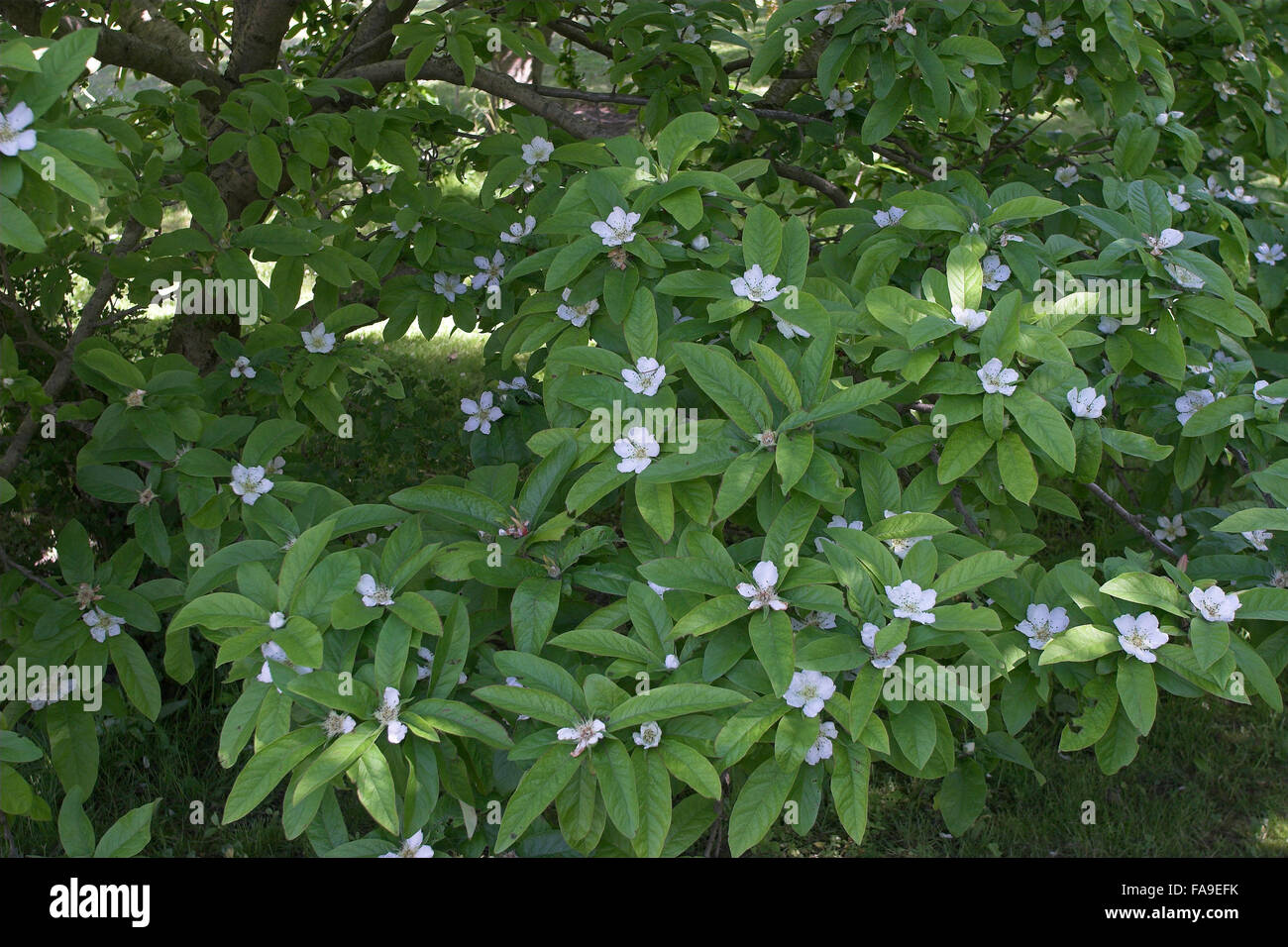 Medlar, common medlar, Echte Mispel, Mispel, Mespilus germanica ...