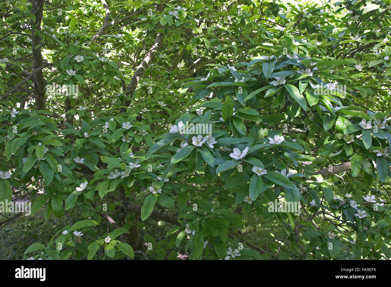Medlar, common medlar, Echte Mispel, Mispel, Mespilus germanica ...