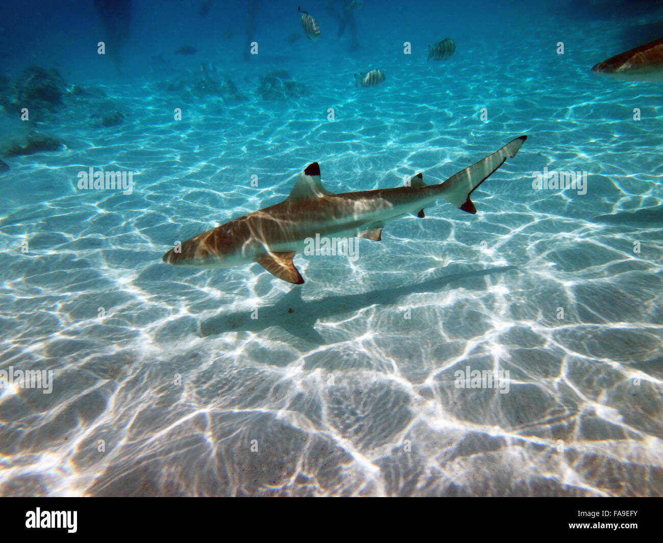 Blacktip reef shark in the lagoon of Moorea, French Polynesia Stock ...