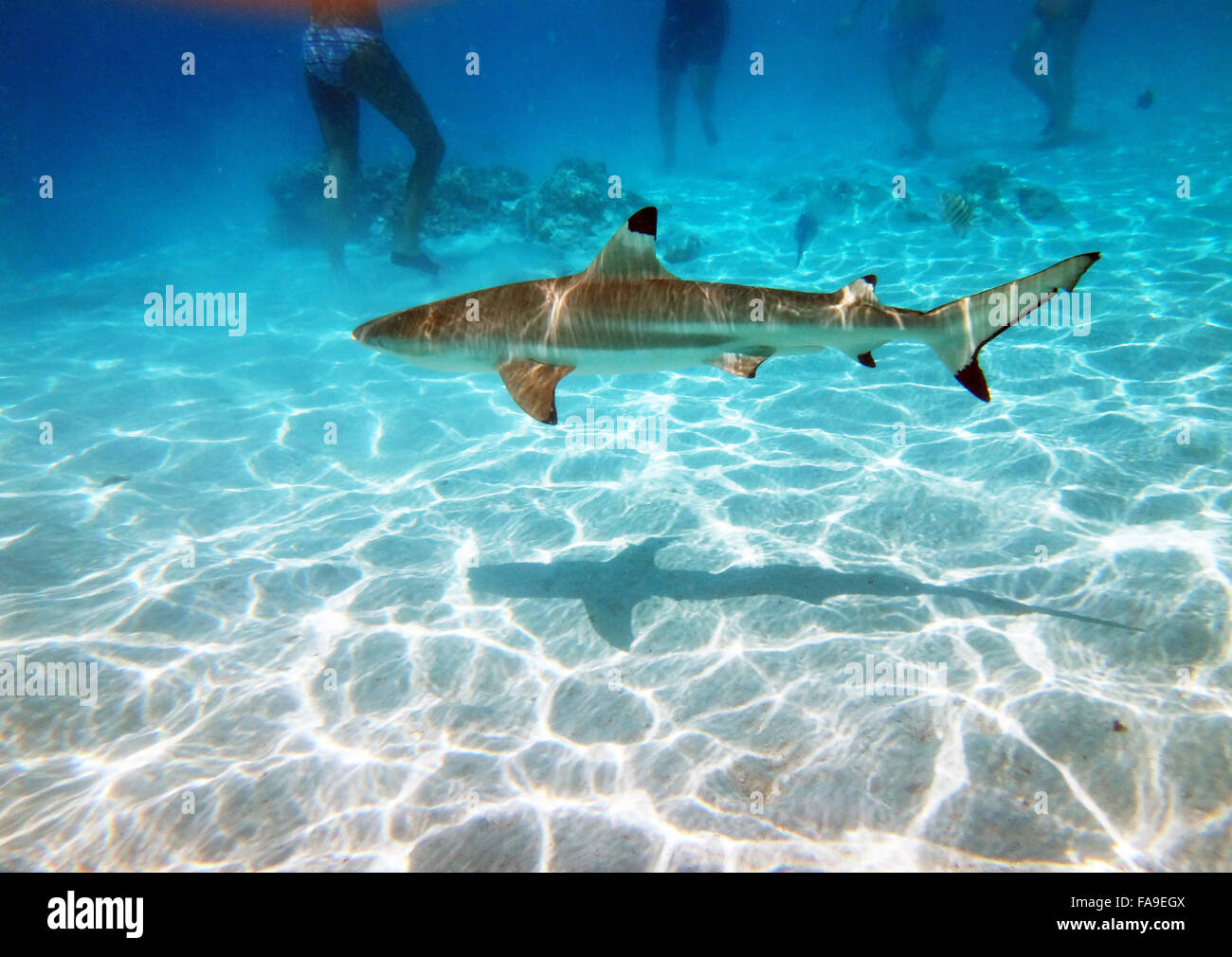 Blacktip reef shark in the lagoon of Moorea, French Polynesia Stock ...