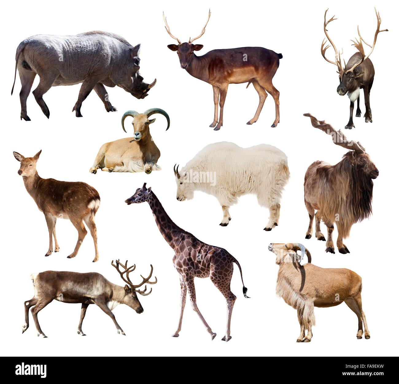 Set of Artiodactyla mammal animals. Ten different animals over white ...