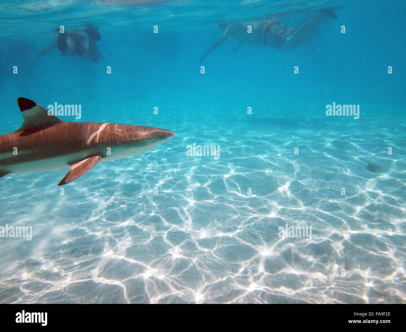 Blacktip reef shark in the lagoon of Moorea, French Polynesia Stock ...