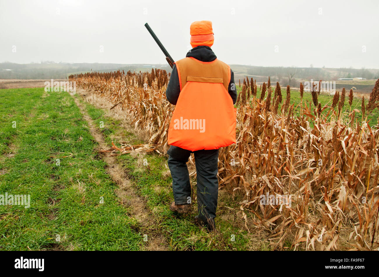 Teenage boy pheasant hunting in milo patch Stock Photo - Alamy