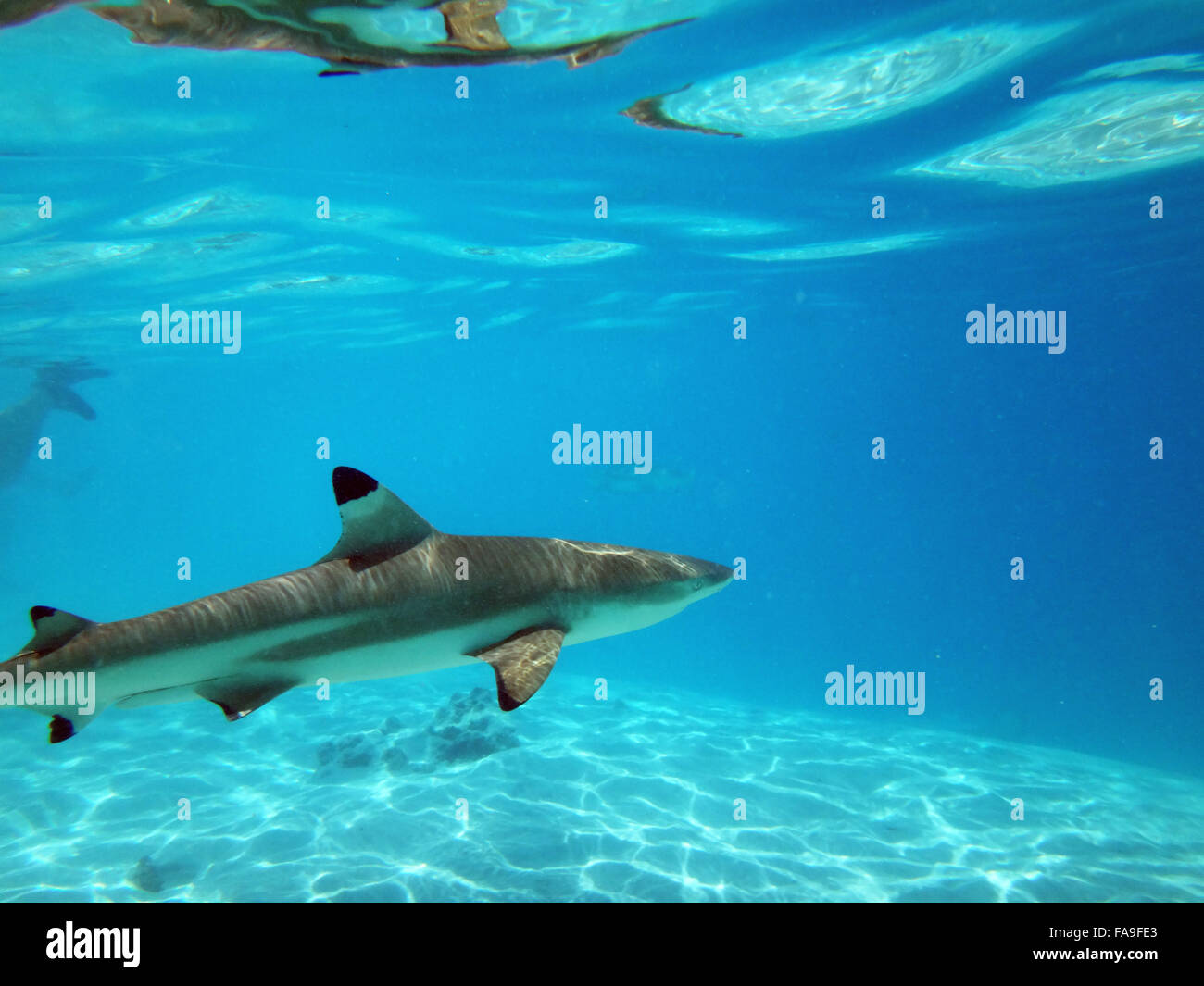 Blacktip reef shark in the lagoon of Moorea, French Polynesia Stock ...