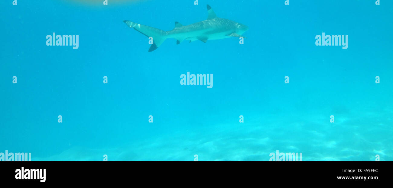 Blacktip reef shark in the lagoon of Moorea, French Polynesia Stock ...