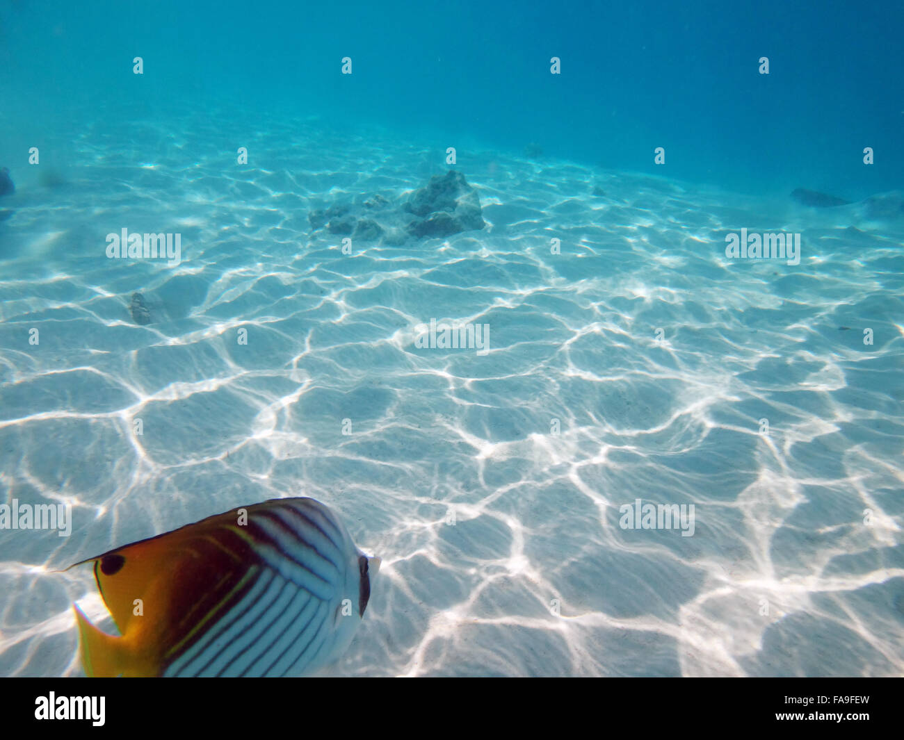 Angelfish in the lagoon of Moorea, French Polynesia Stock Photo - Alamy