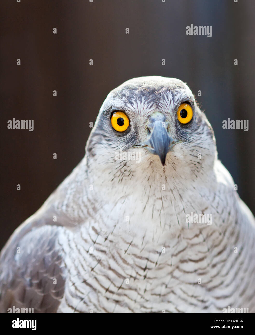 Front view of Hawk goshawk head Stock Photo - Alamy