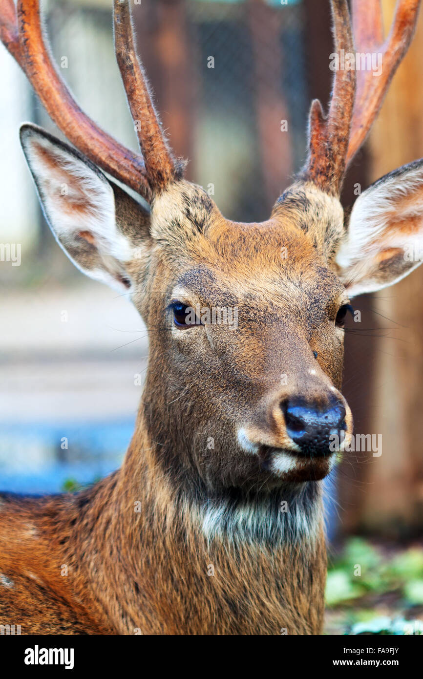 Sika deer (Cervus nippon) also known as the spotted deer or the ...