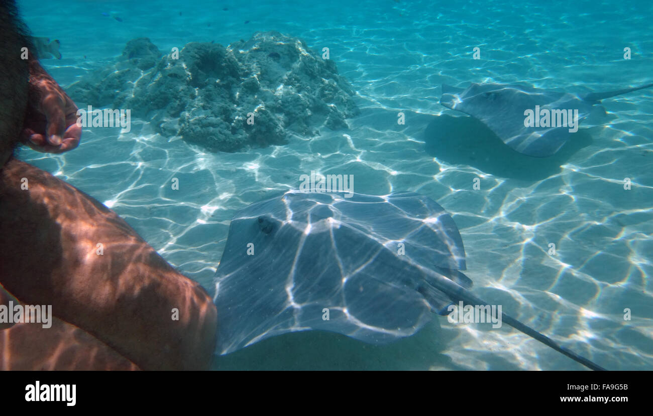 Swimming with friendly stingrays in Moorea, French Polynesia Stock ...