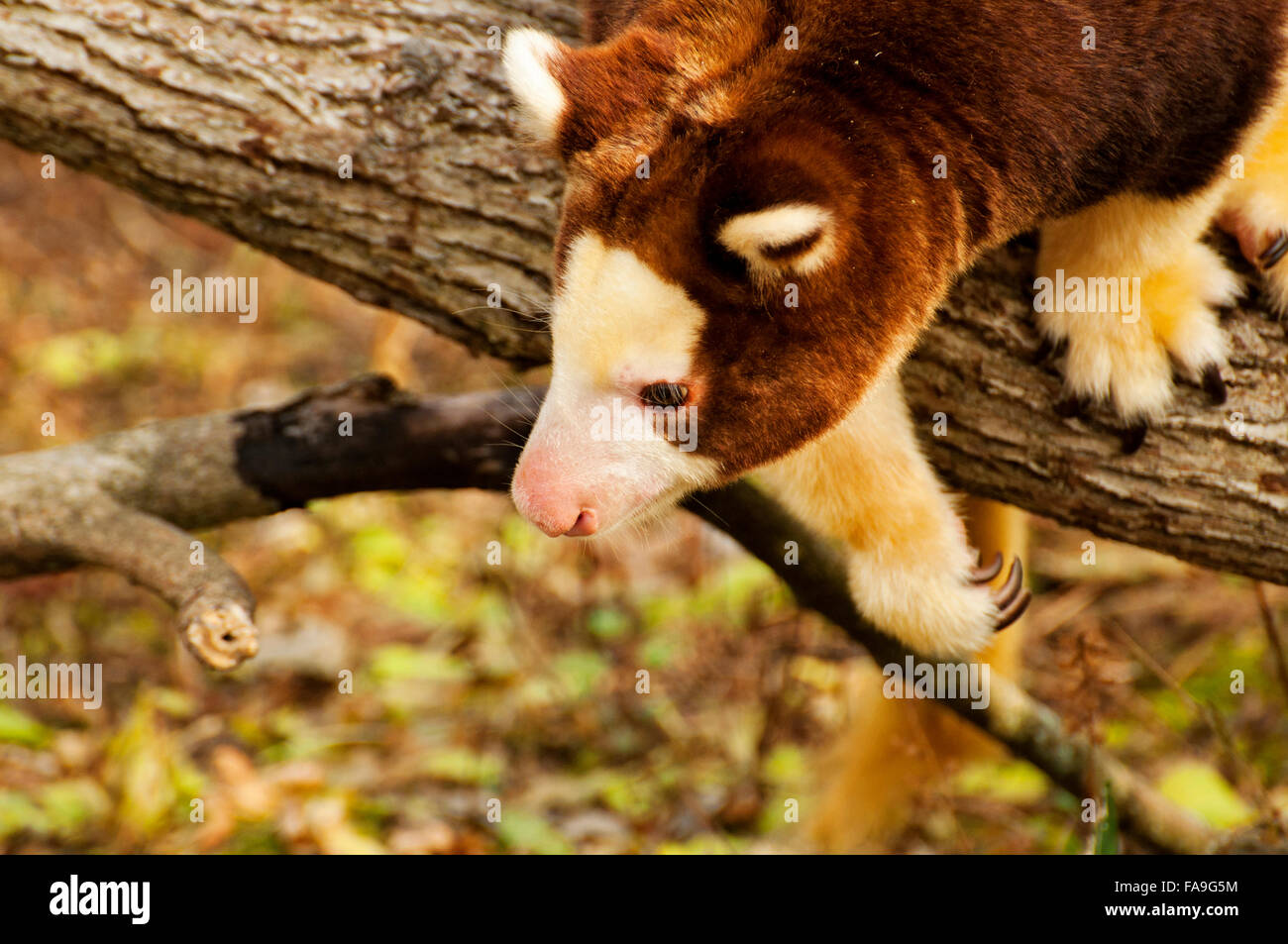 Tree kangaroo hi-res stock photography and images - Alamy