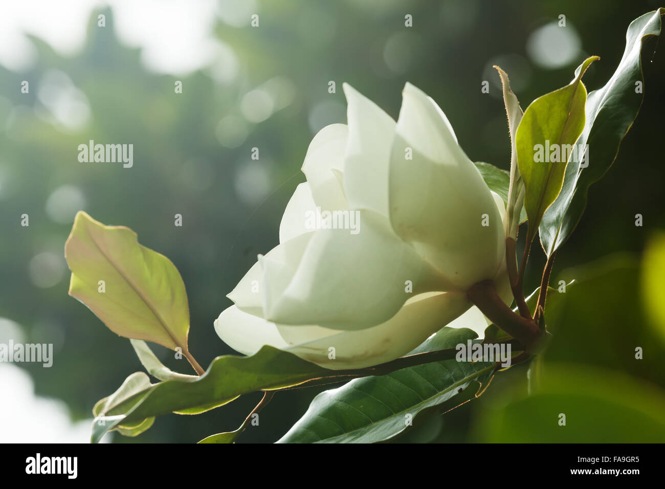 Ficus elastica flower hi-res stock photography and images - Alamy