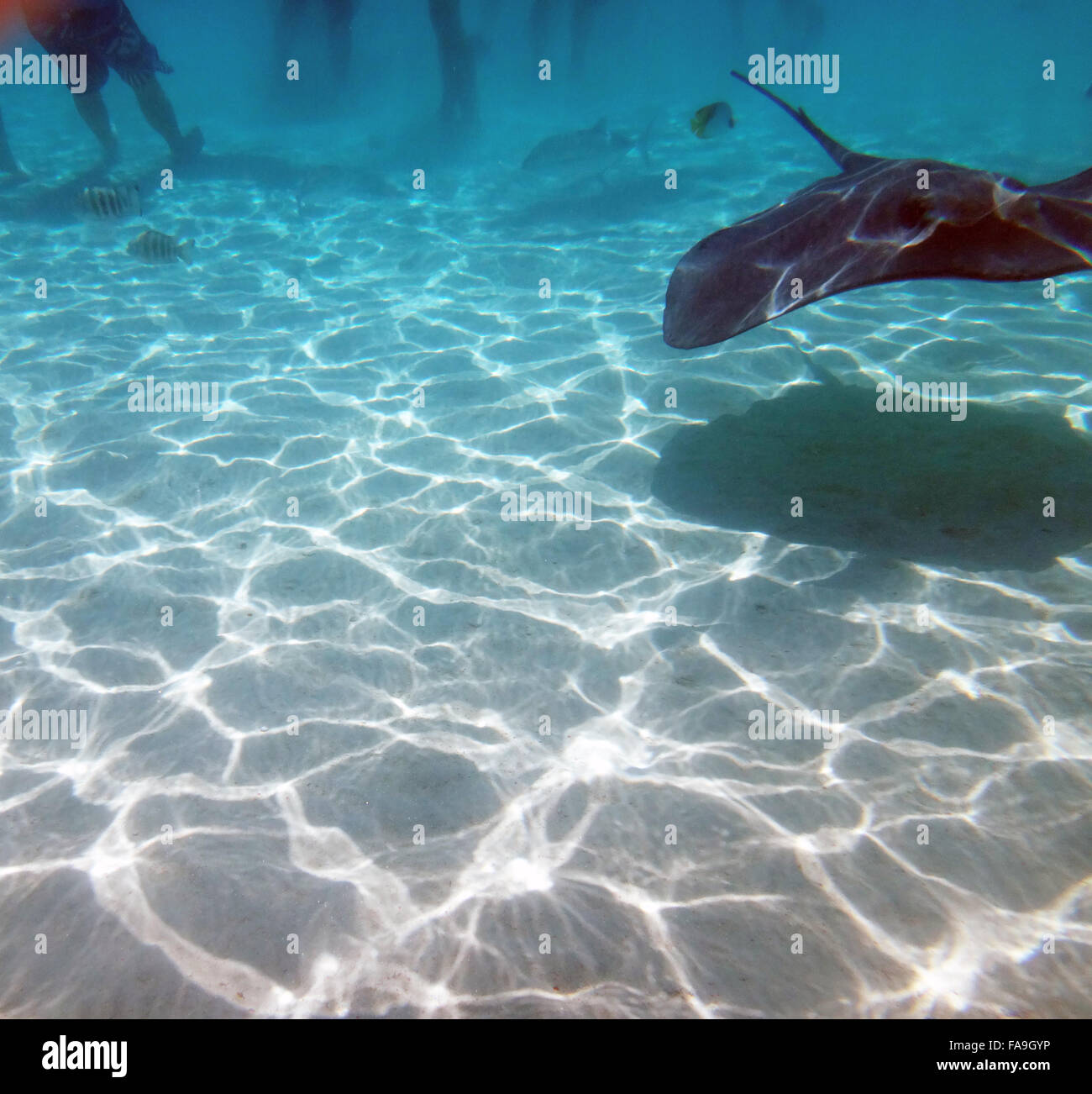 Curious, friendly stingrays in the lagoon of Moorea, French Polynesia ...