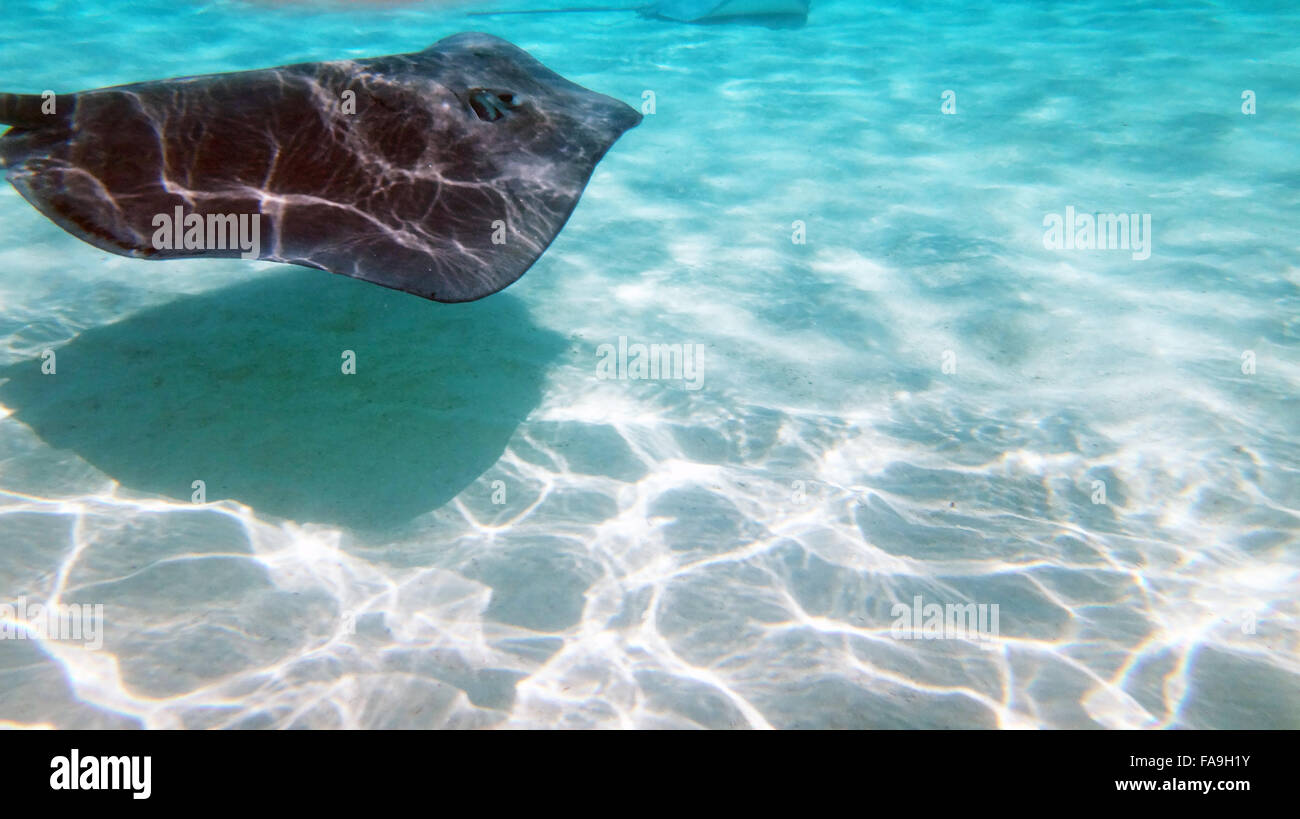 Curious, friendly stingrays in the lagoon of Moorea, French Polynesia ...