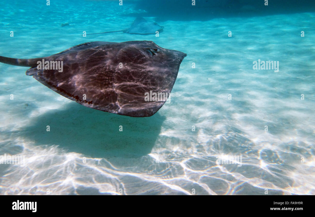 Curious, friendly stingrays in the lagoon of Moorea, French Polynesia ...