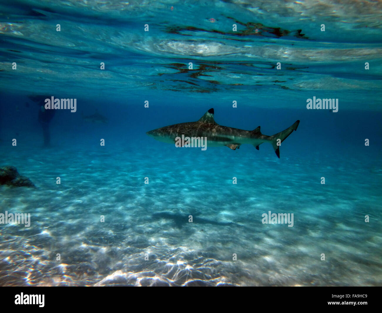 Blacktip reef shark in the lagoon of Moorea, French Polynesia Stock ...
