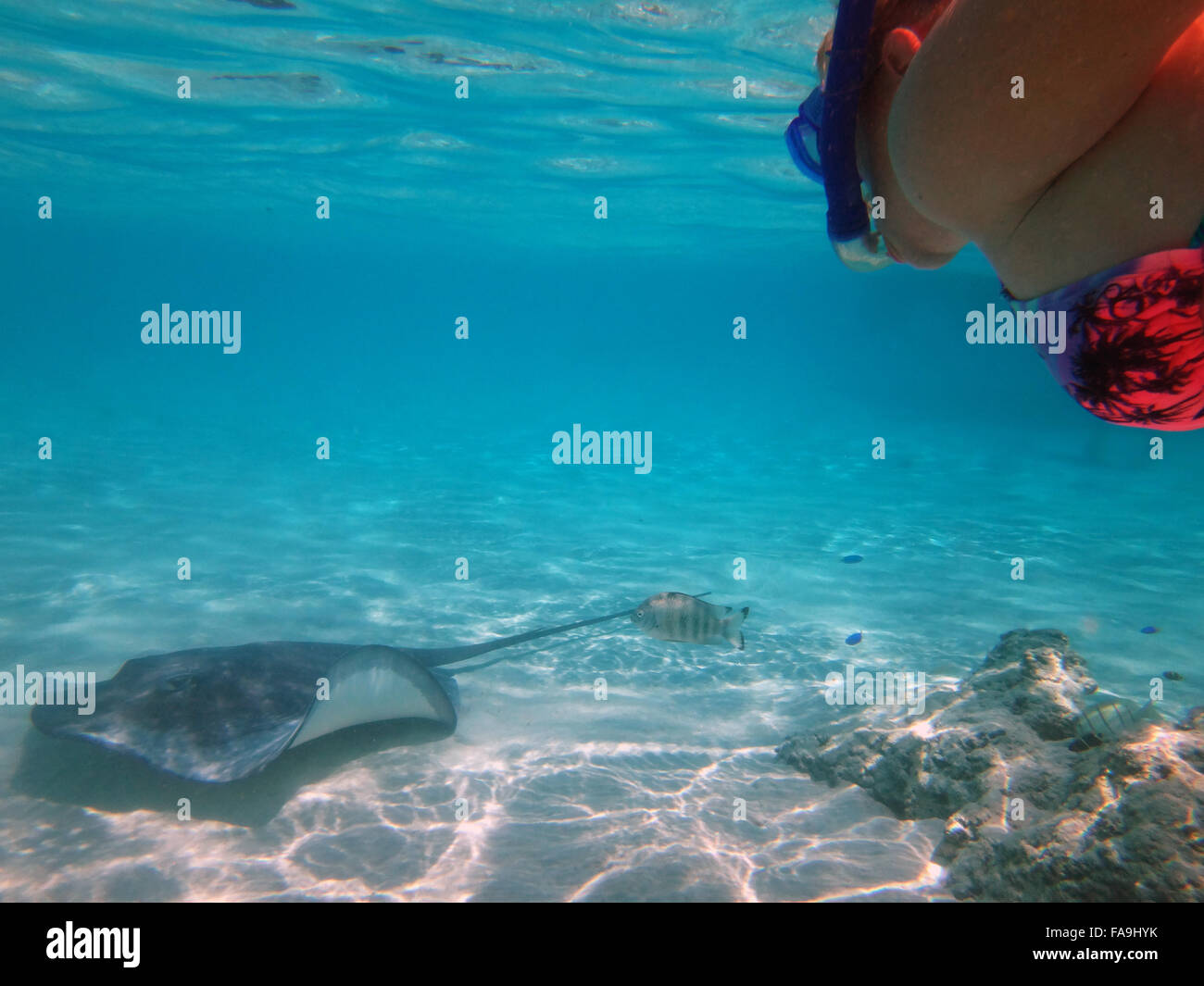 Swimming with stingrays moorea hi-res stock photography and images - Alamy