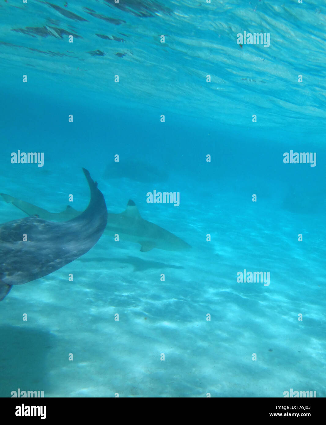 Blacktip reef shark and stingray in the lagoon of Moorea, French ...