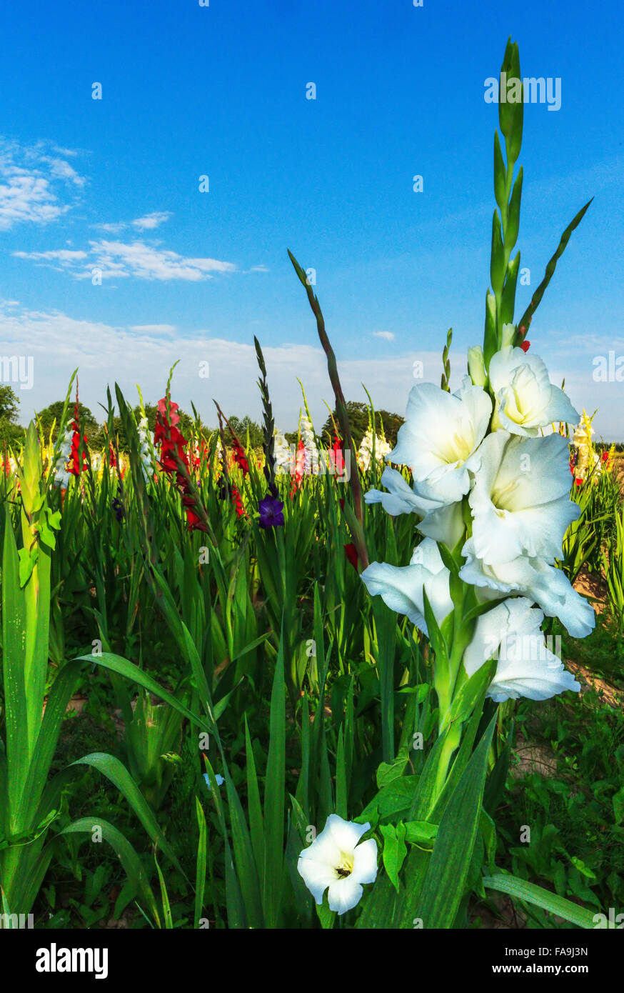 White gladiola in colorful gladioli field Stock Photo - Alamy