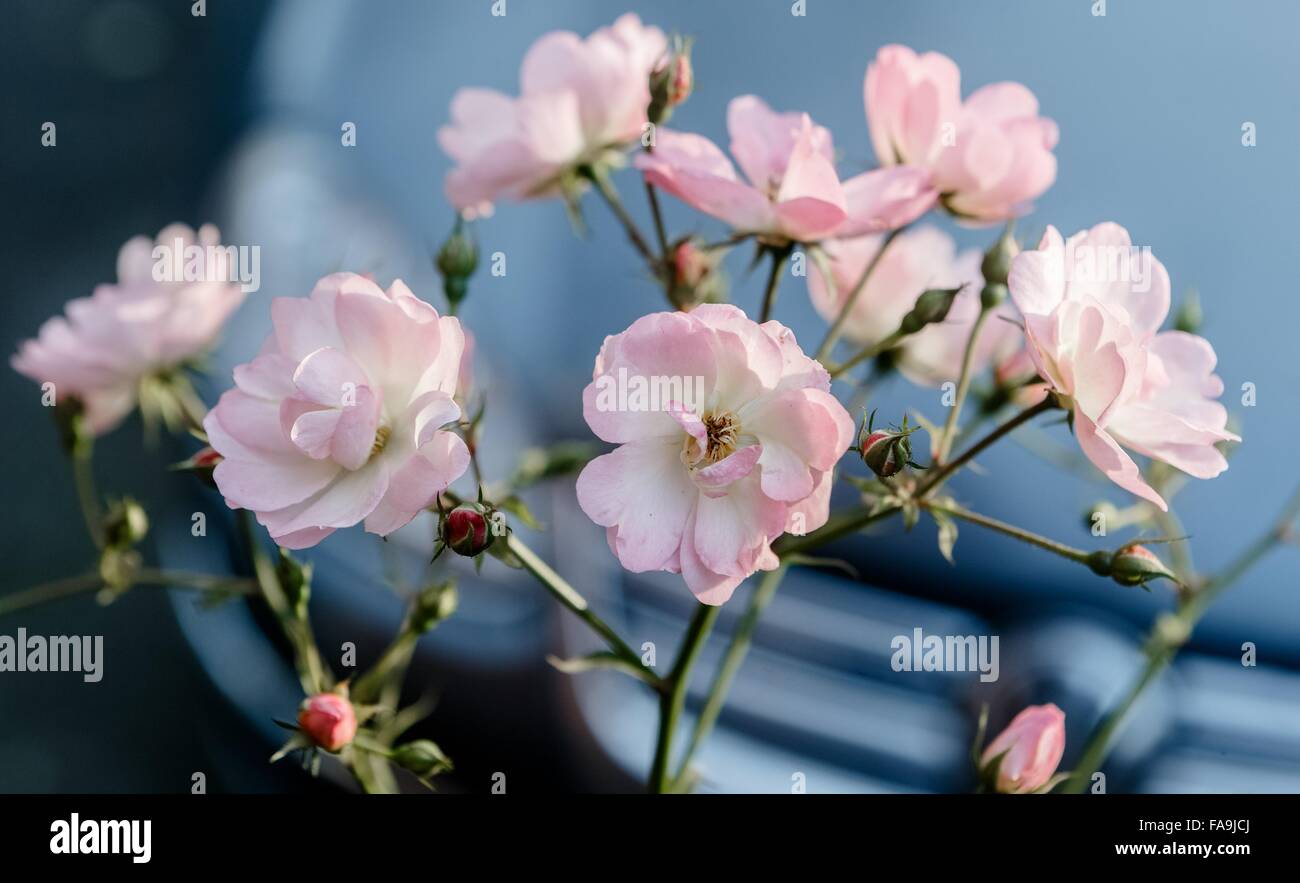 A Rose bush flowering on Christmas Eve in Bargteheide, Germany, 24 ...