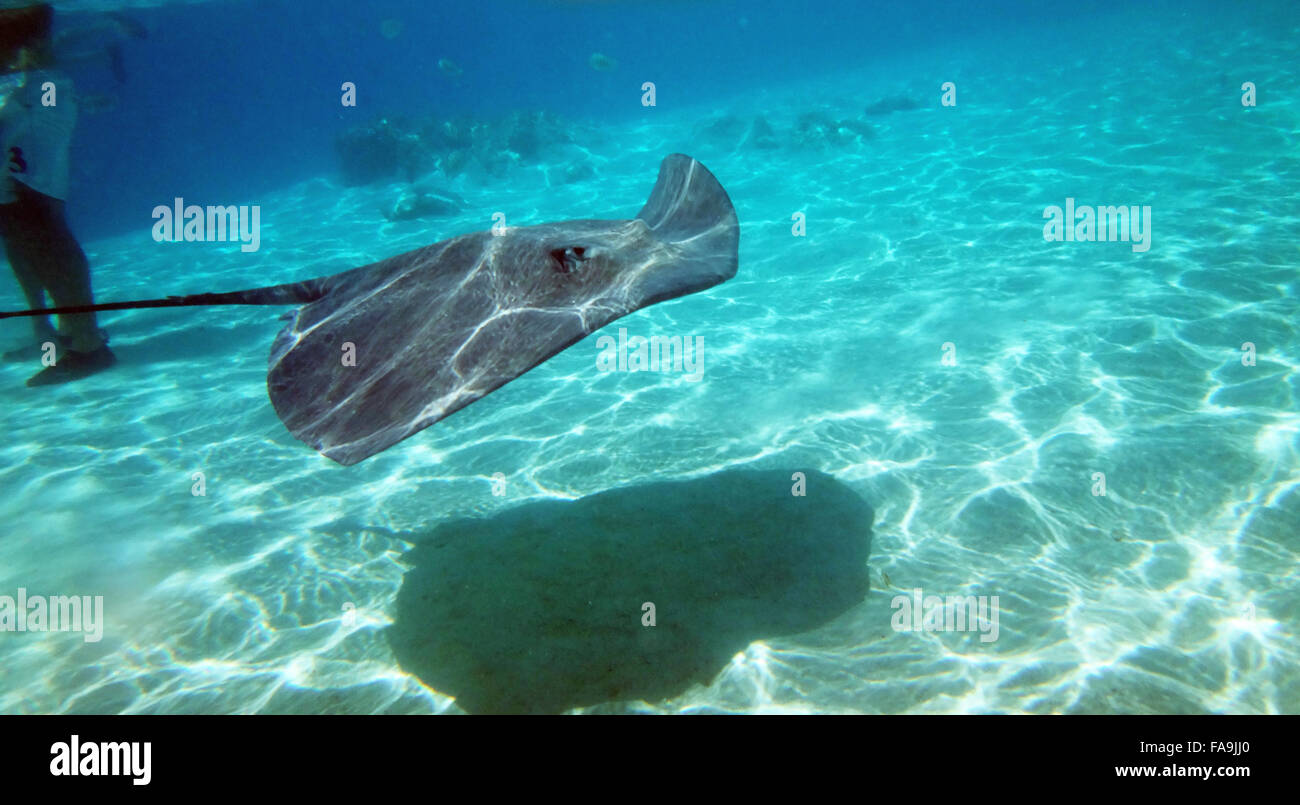 Curious, friendly stingrays in the lagoon of Moorea, French Polynesia ...