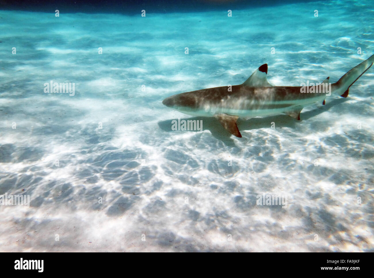 Blacktip reef shark in the lagoon of Moorea, French Polynesia Stock ...