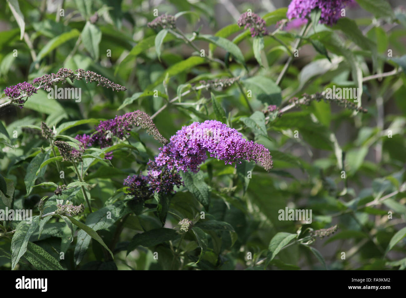 Buddleia sp hi-res stock photography and images - Alamy