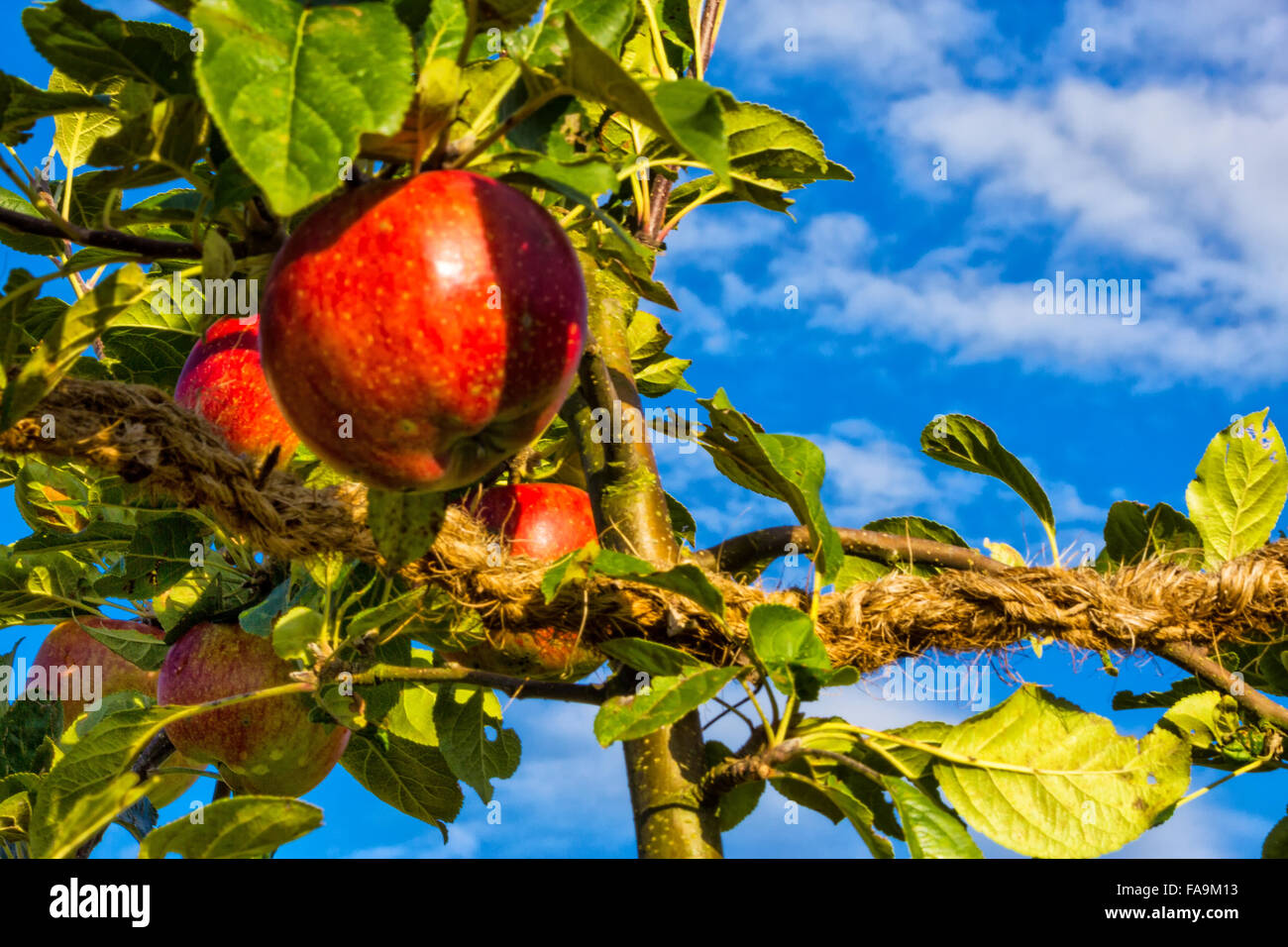 Apple tree with red apples Stock Photo - Alamy
