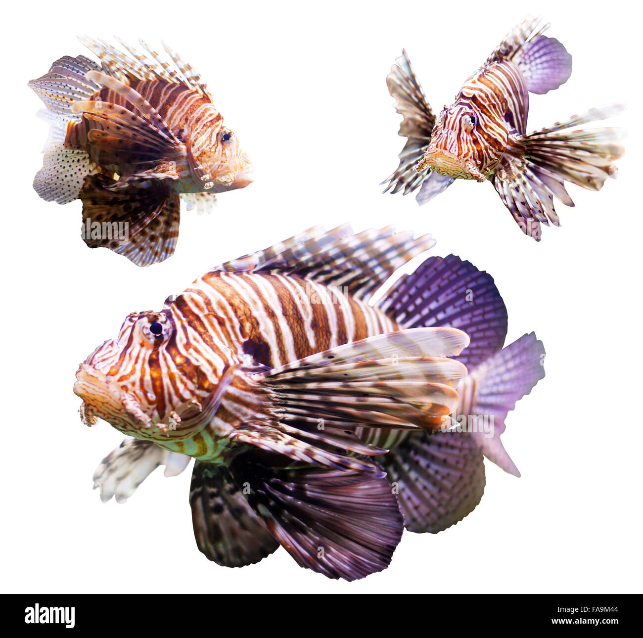 Set of venomous fish (Red lionfish). Isolated over white background ...