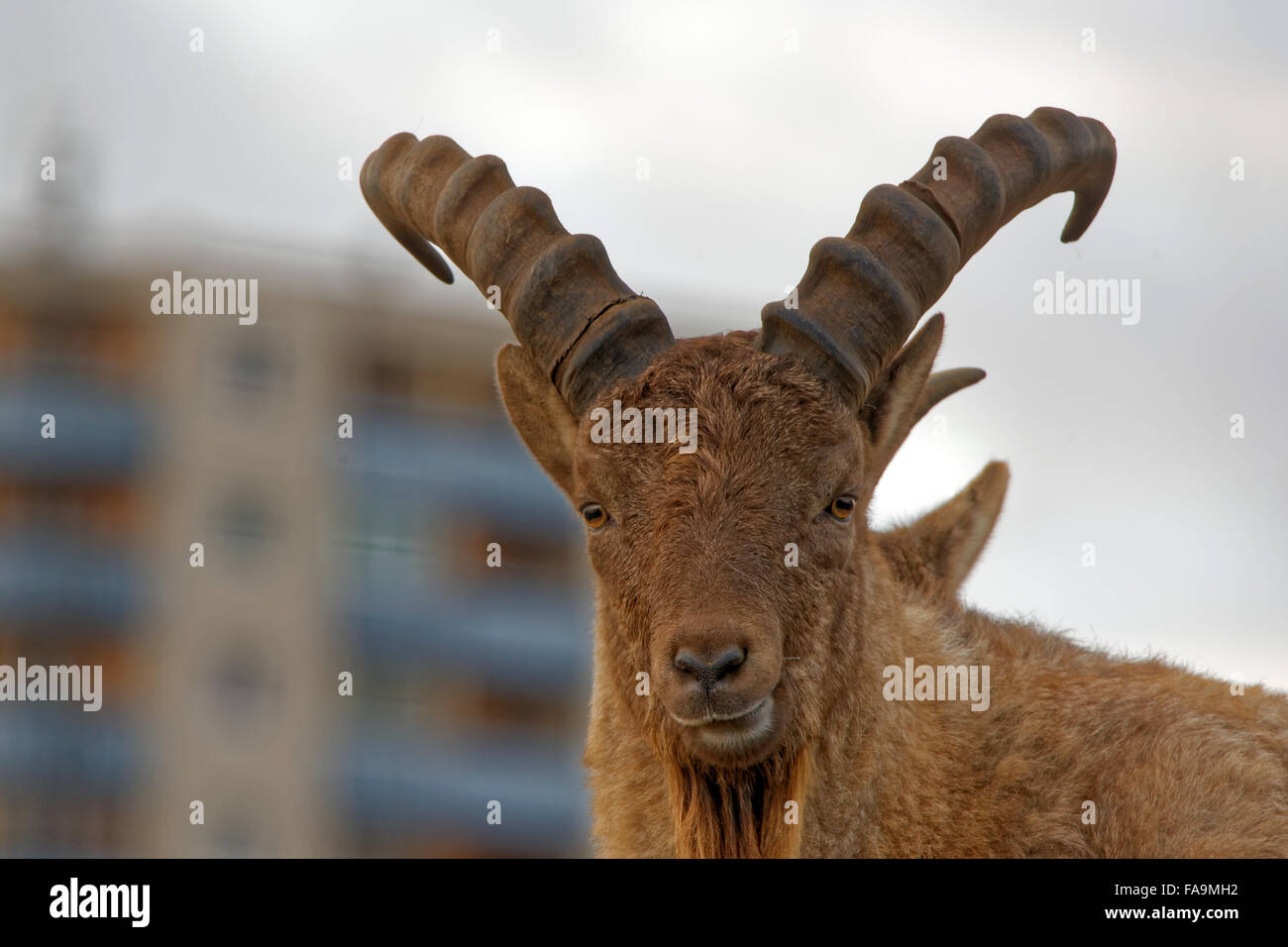 Urial (Ovis orientalis vignei), also known as the arkars or shapo, is a ...