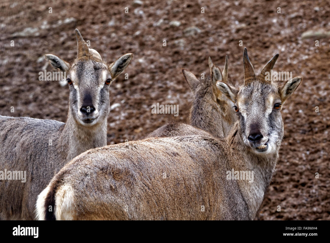 Barhal hi-res stock photography and images - Alamy