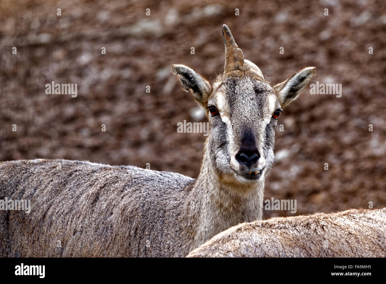 Barhal hi-res stock photography and images - Alamy