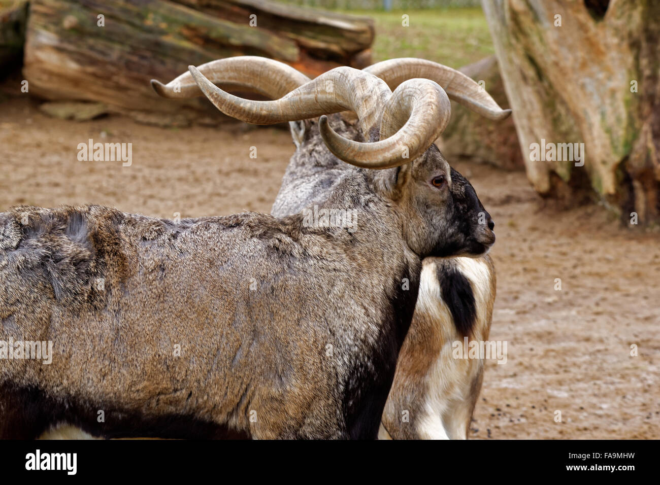 Himalayan sheep hi-res stock photography and images - Alamy