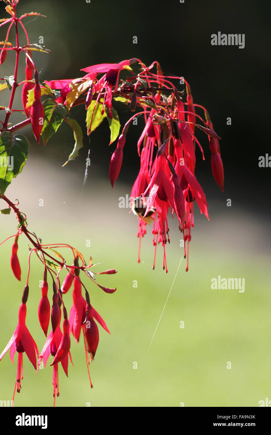 Bombus sp hi-res stock photography and images - Alamy