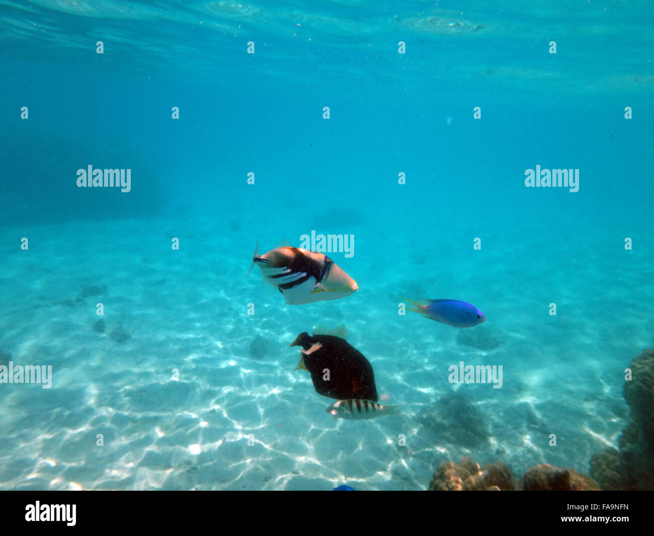 Triggerfish in the lagoon of Moorea, French Polynesia Stock Photo - Alamy