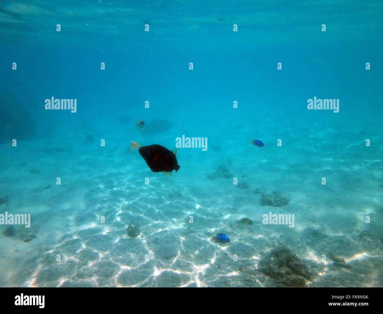 Marine life on the reef in Moorea, French Polynesia Stock Photo - Alamy