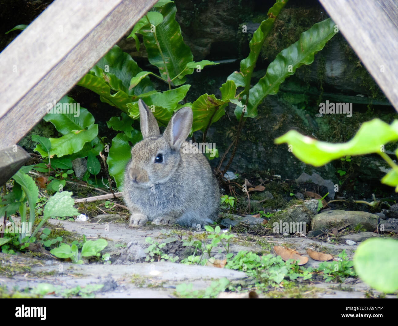 Young Rabbit under bench, Lake District, UK Stock Photo - Alamy