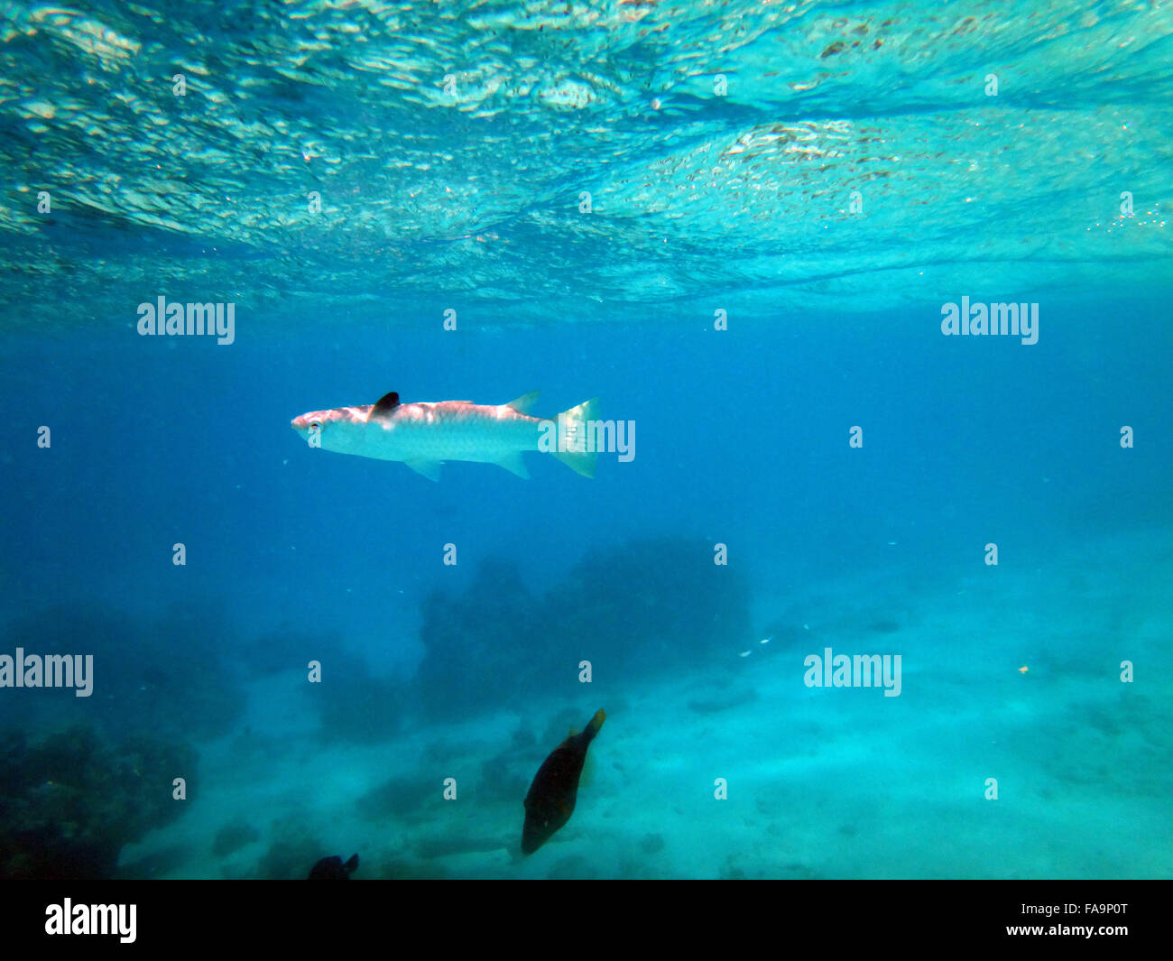 Marine life on the reef in Moorea, French Polynesia Stock Photo - Alamy