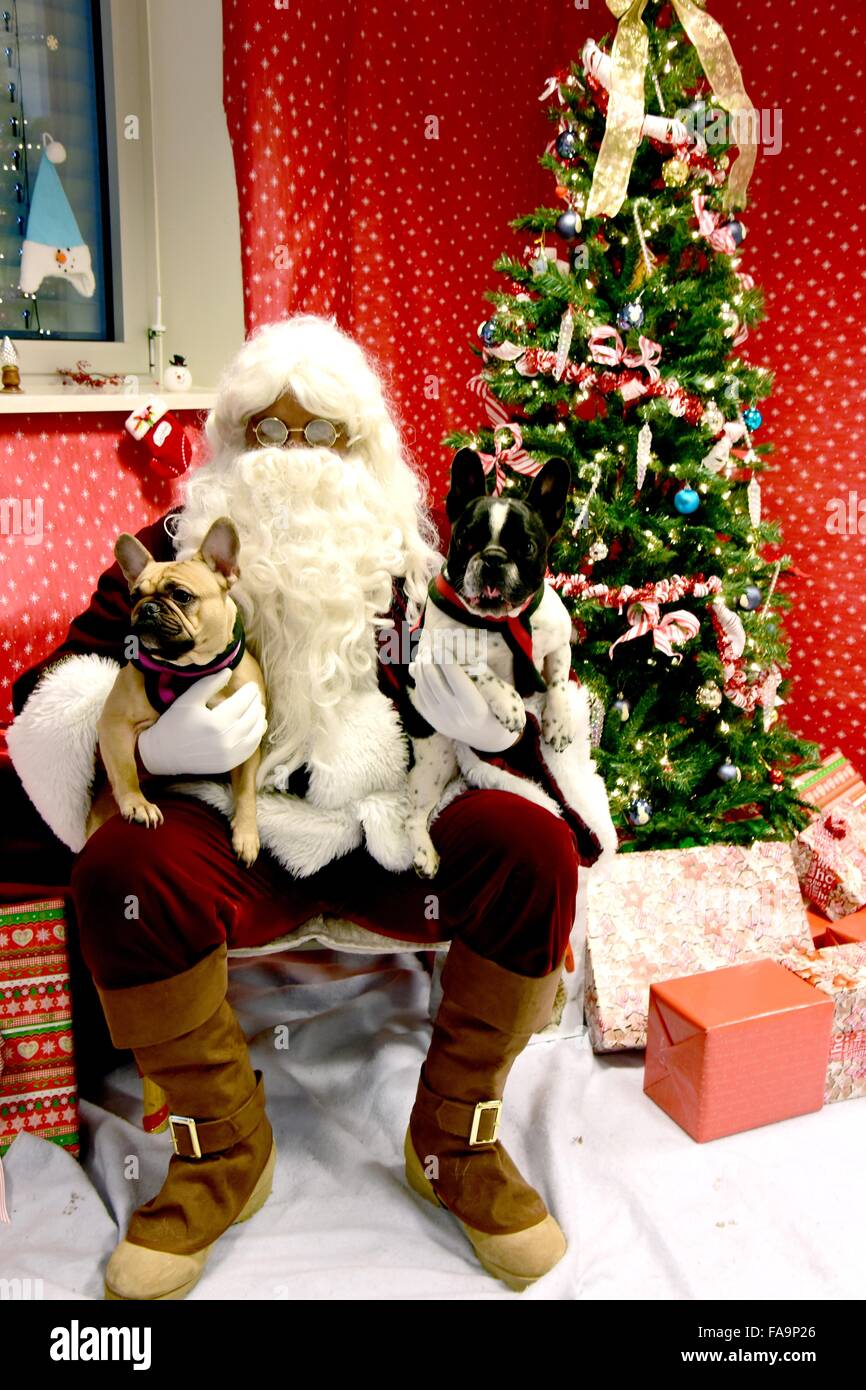 Santa Claus poses with French Bulldogs Sookie and Kodachrome at the U.S ...