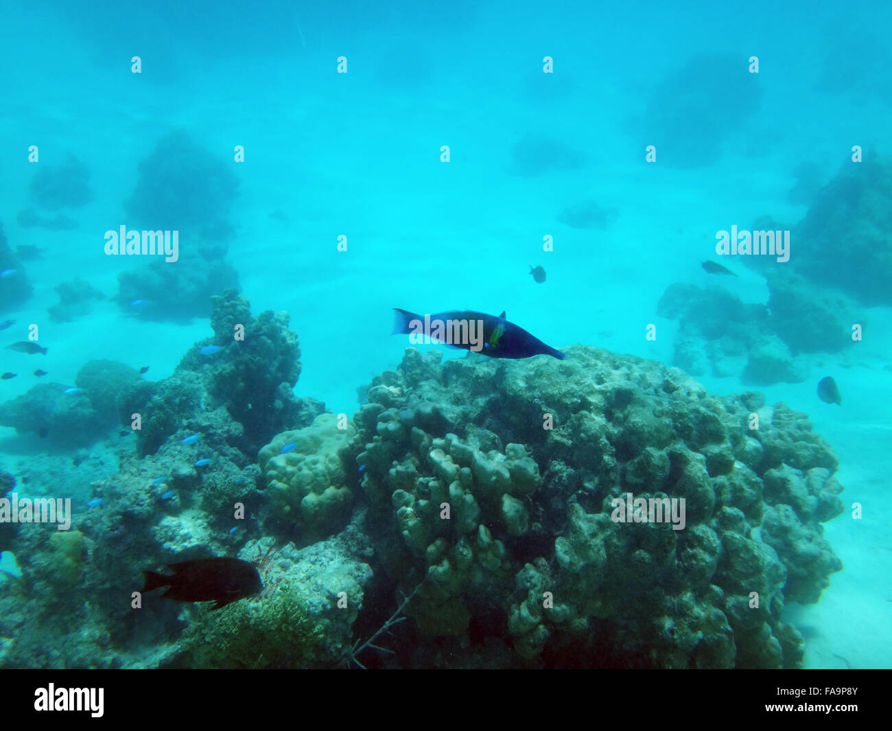 Marine life on the reef in Moorea, French Polynesia Stock Photo - Alamy