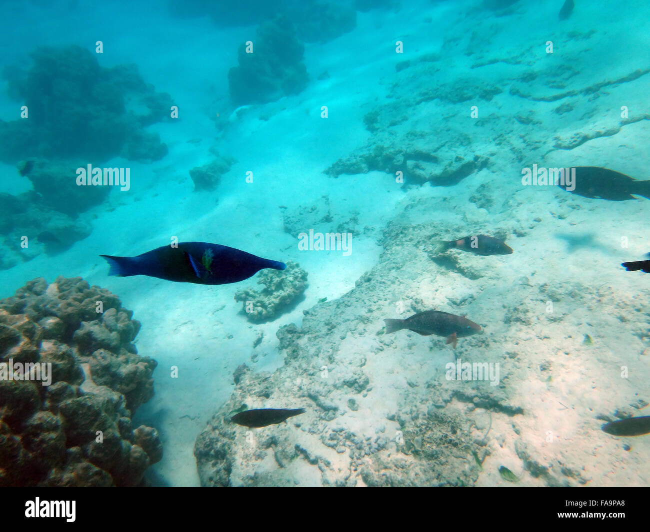 Moorea island reef hi-res stock photography and images - Alamy