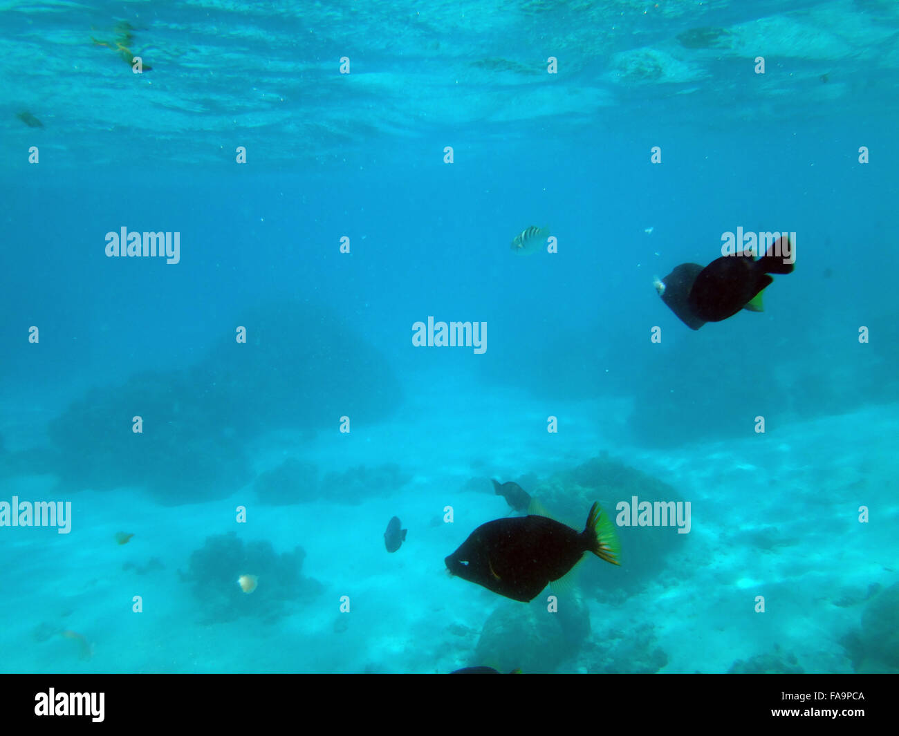 Marine life on the reef in Moorea, French Polynesia Stock Photo - Alamy