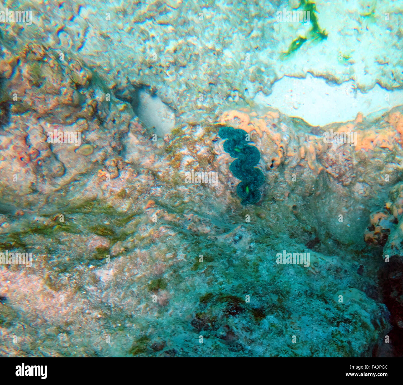 Marine life on the reef in Moorea, French Polynesia Stock Photo - Alamy