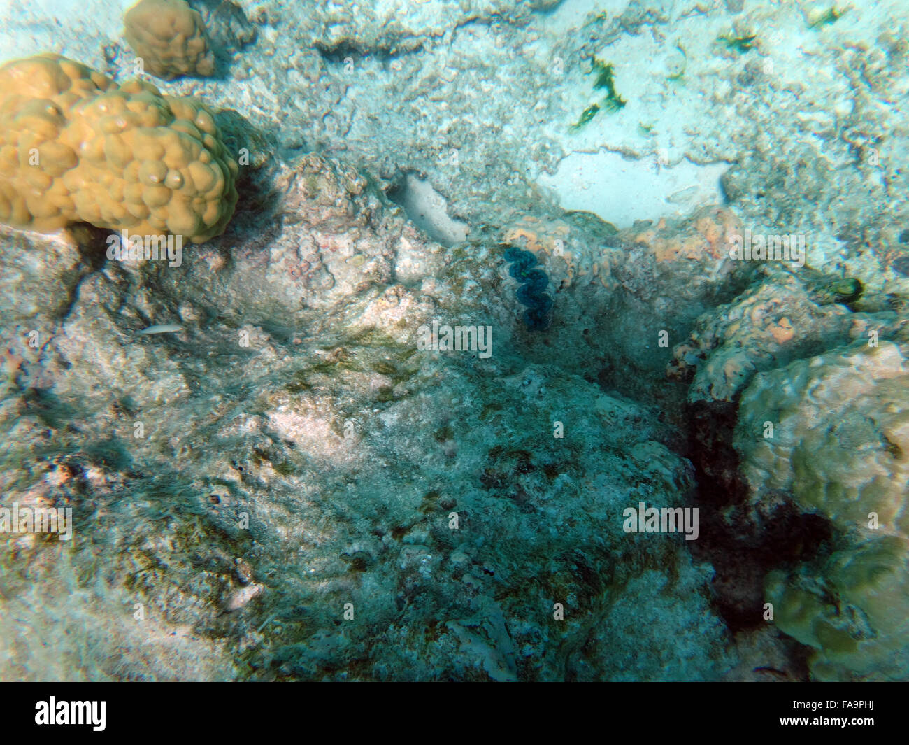 Marine life on the reef in Moorea, French Polynesia Stock Photo - Alamy