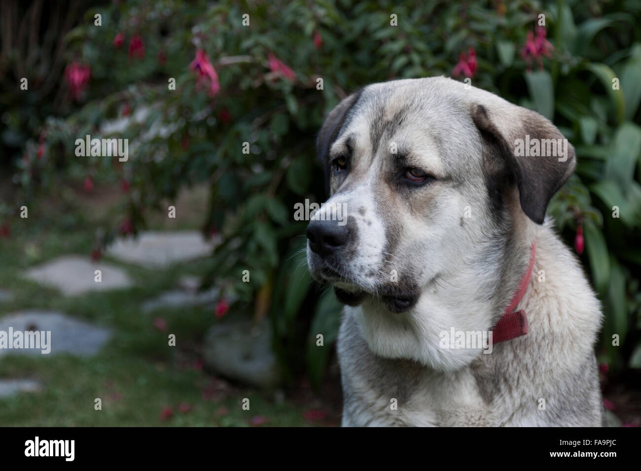 a horizontal view of the head of a mastiff looking at one side Stock ...