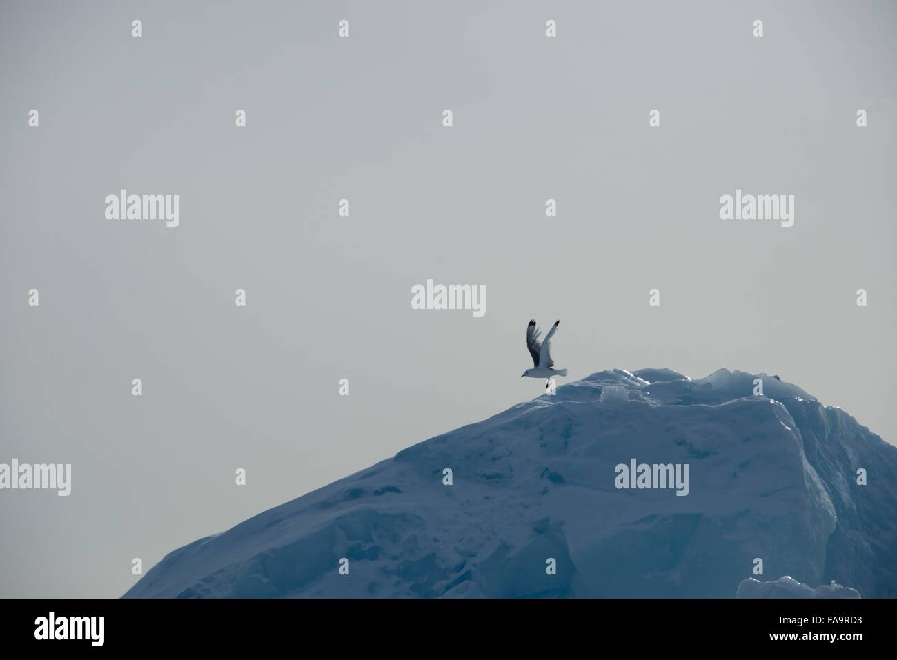 Seagull taking off down slope of iceberg Stock Photo - Alamy