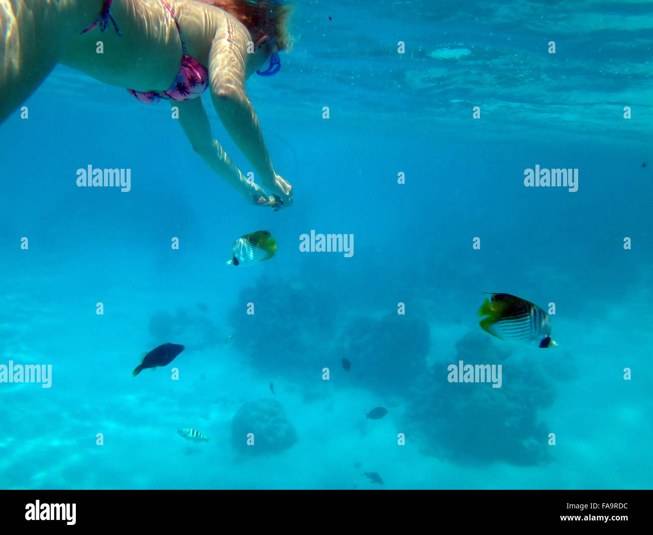 Tropical reef fish polynesia hi-res stock photography and images - Alamy