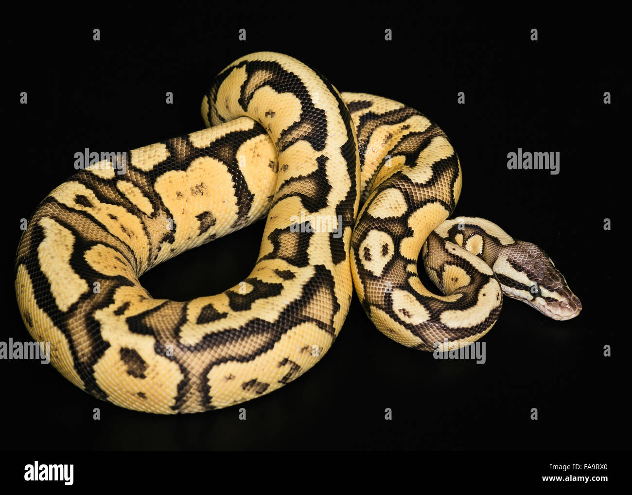 Axanthic Firefly Ball Python