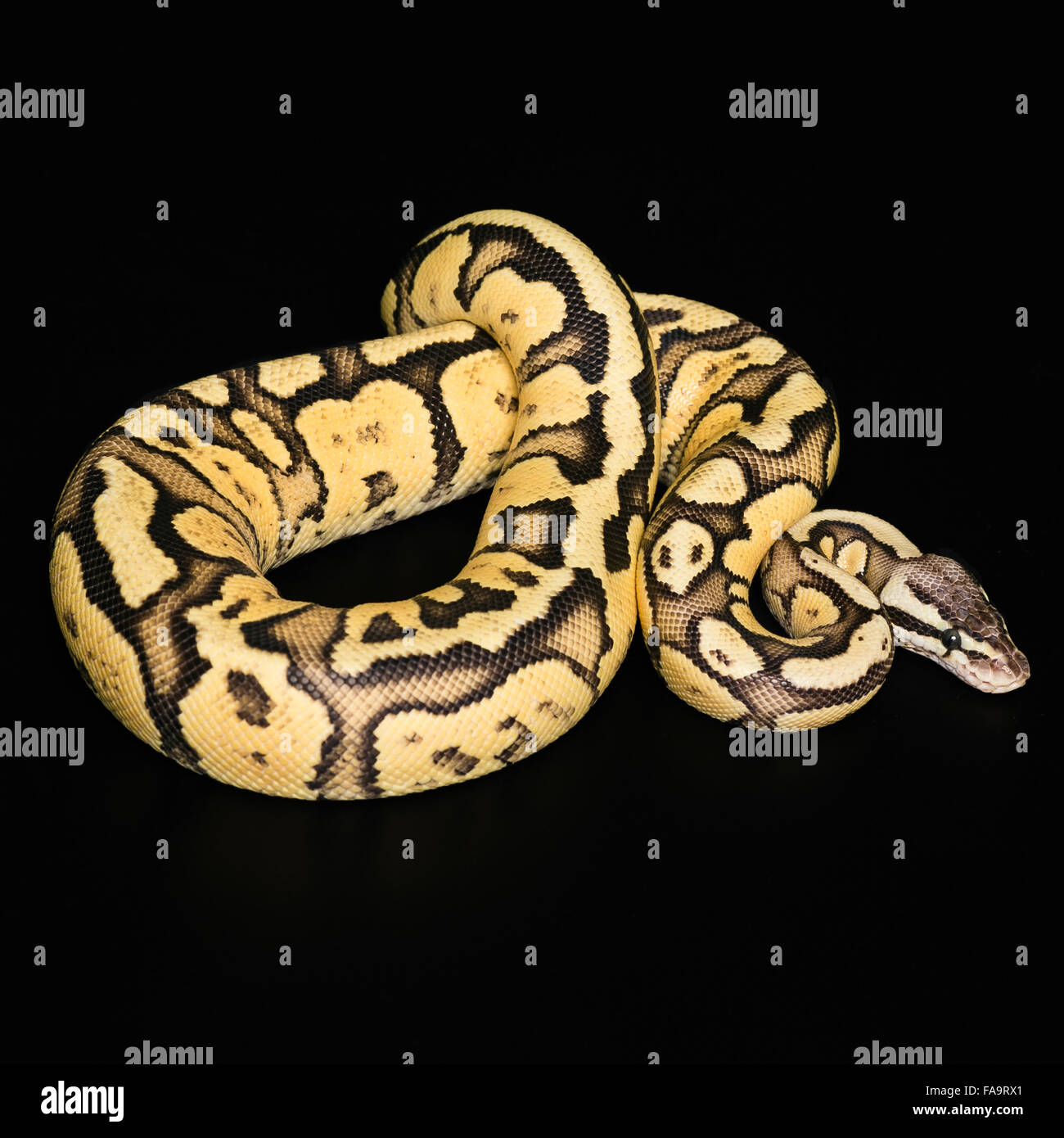 Female Ball Python. Firefly Morph or Mutation Stock Photo - Alamy