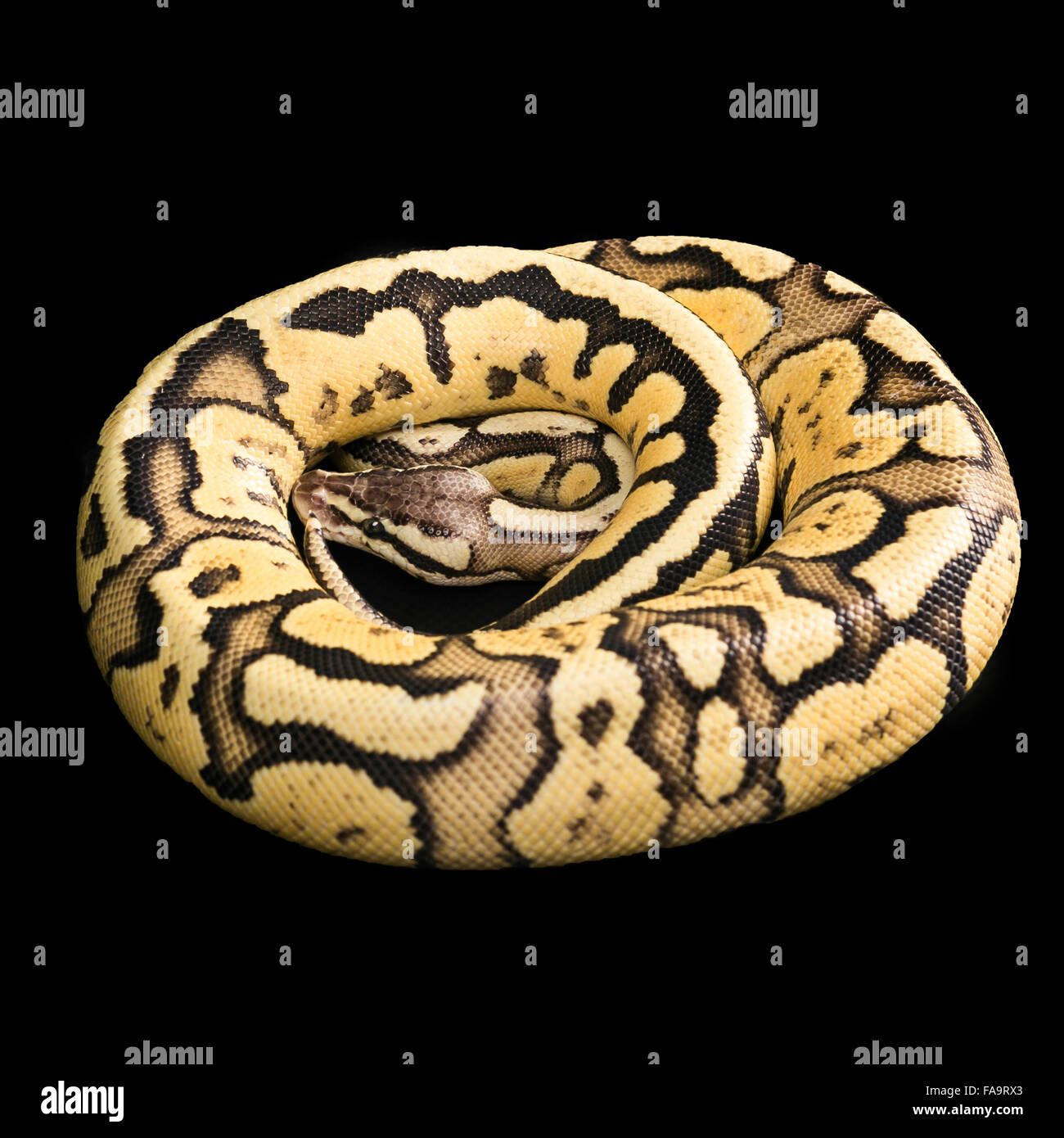 Female Ball Python. Firefly Morph or Mutation Stock Photo - Alamy