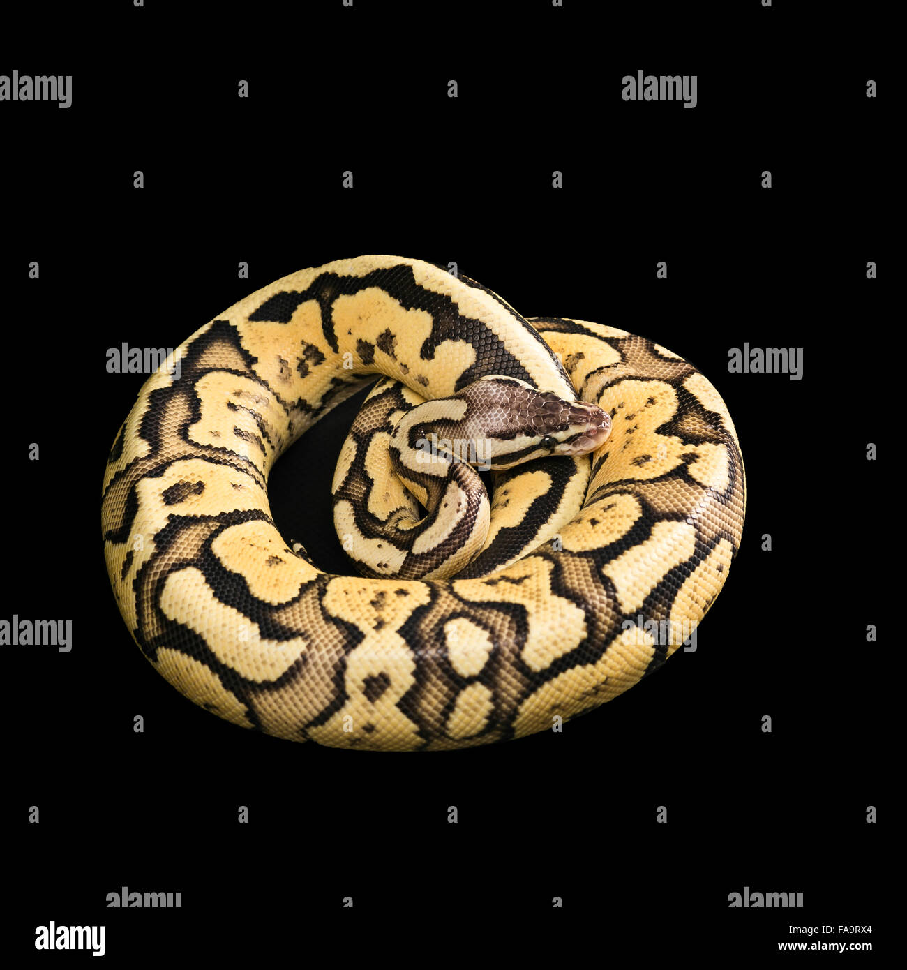 Female Ball Python. Firefly Morph or Mutation Stock Photo - Alamy